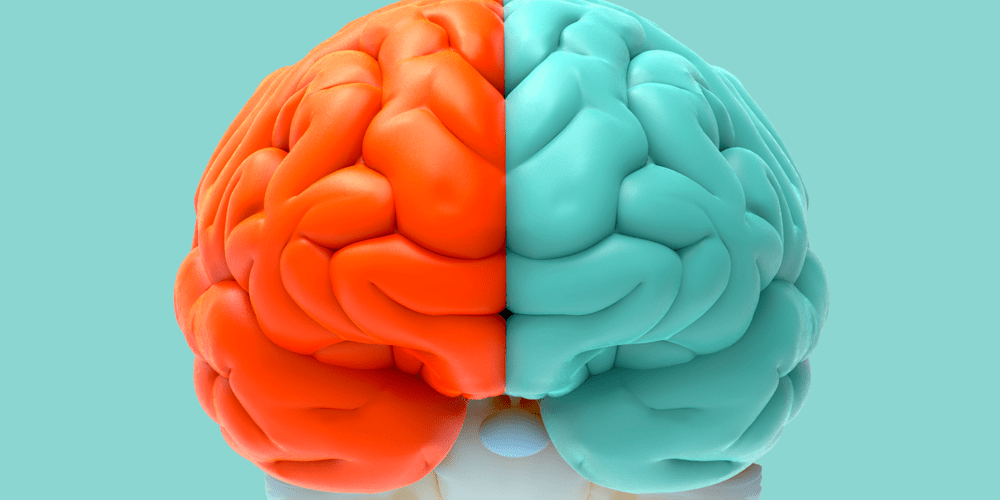 El neuromito de los hemisferios cerebrales